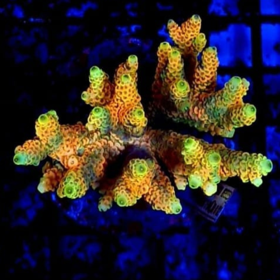 Acropora Millepora Sunset Orange – CoralMastery